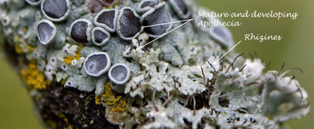 Lichen Ecology: Why Do Lichens Grow Where They Grow? – The Meaning of Water