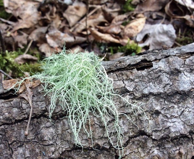Lichen Ecology: Why Do Lichens Grow Where They Grow? – The Meaning of Water