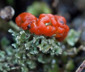 Lichen Ecology: Why Do Lichens Grow Where They Grow? – The Meaning of Water