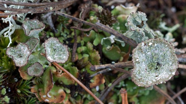 Lichen Ecology: Why Do Lichens Grow Where They Grow? – The Meaning of Water