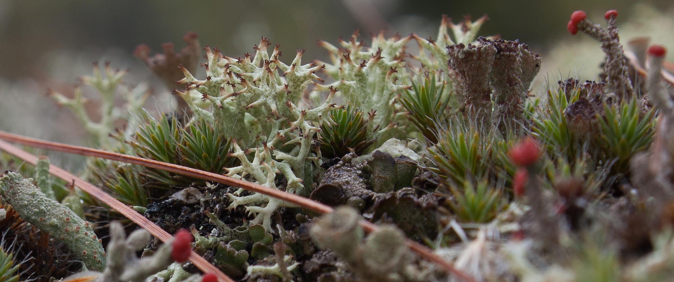 Lichen Ecology: Why Do Lichens Grow Where They Grow? – The Meaning of Water