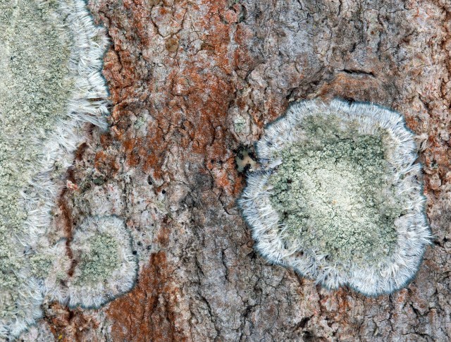 Lichen Ecology: Why Do Lichens Grow Where They Grow? – The Meaning of Water