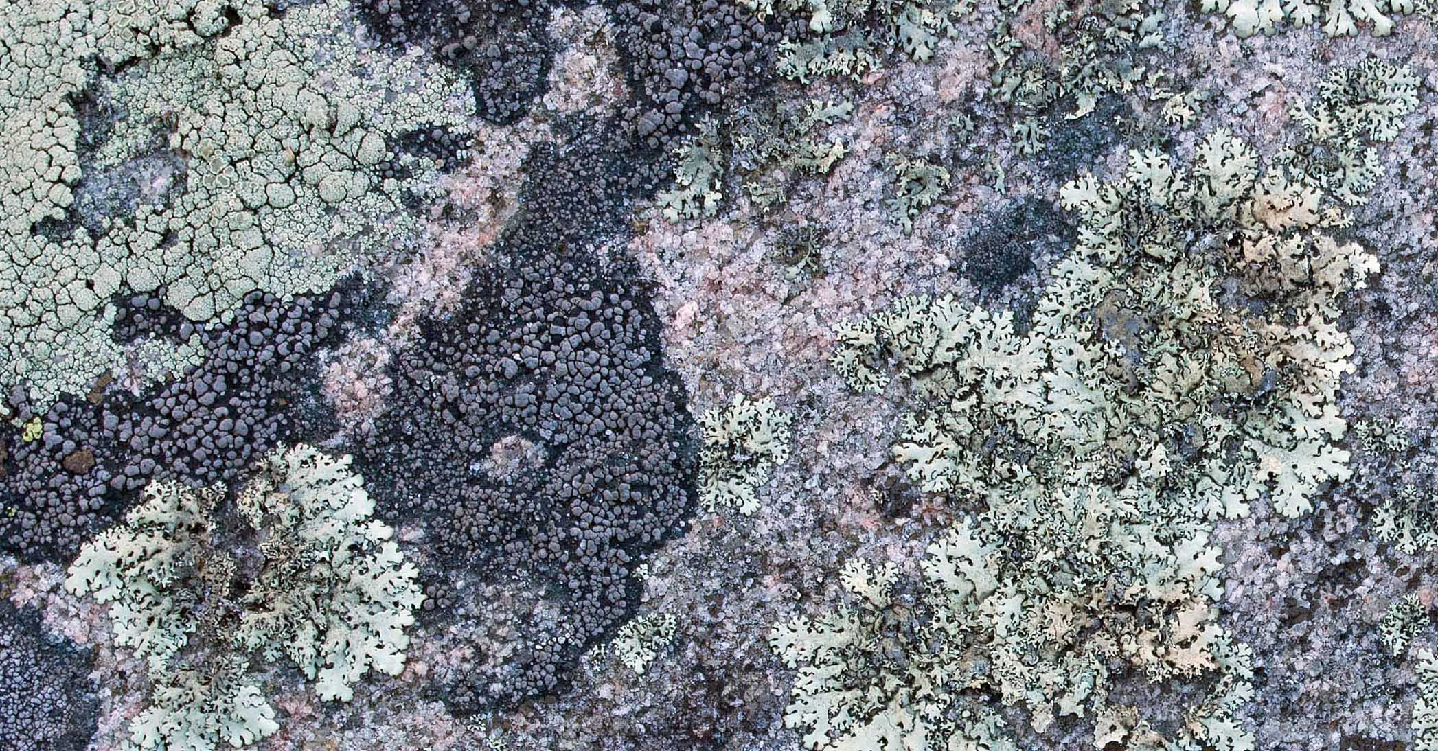 Lichen Ecology: Why Do Lichens Grow Where They Grow? – The Meaning of Water