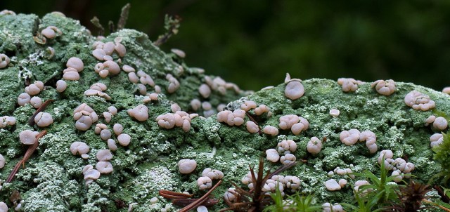 Lichen Ecology: Why Do Lichens Grow Where They Grow? – The Meaning of Water