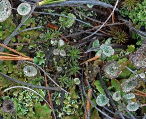 Lichen Ecology: Why Do Lichens Grow Where They Grow? – The Meaning of Water