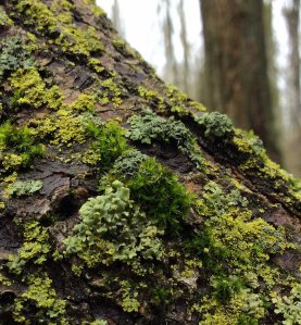Lichen Ecology: Why Do Lichens Grow Where They Grow? – The Meaning of Water