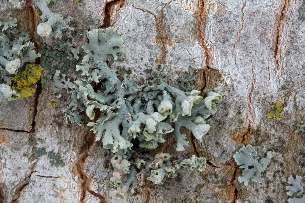 Lichen Ecology: Why Do Lichens Grow Where They Grow? – The Meaning of Water