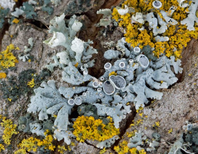 Lichen Ecology: Why Do Lichens Grow Where They Grow? – The Meaning of Water