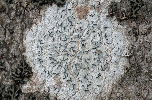 Lichen Ecology: Why Do Lichens Grow Where They Grow? – The Meaning of Water