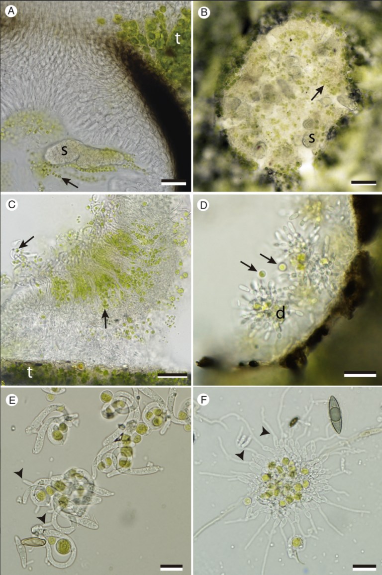 The Character of a Lichen: Algae—Wizard Behind the Curtain or Kept Wife ...