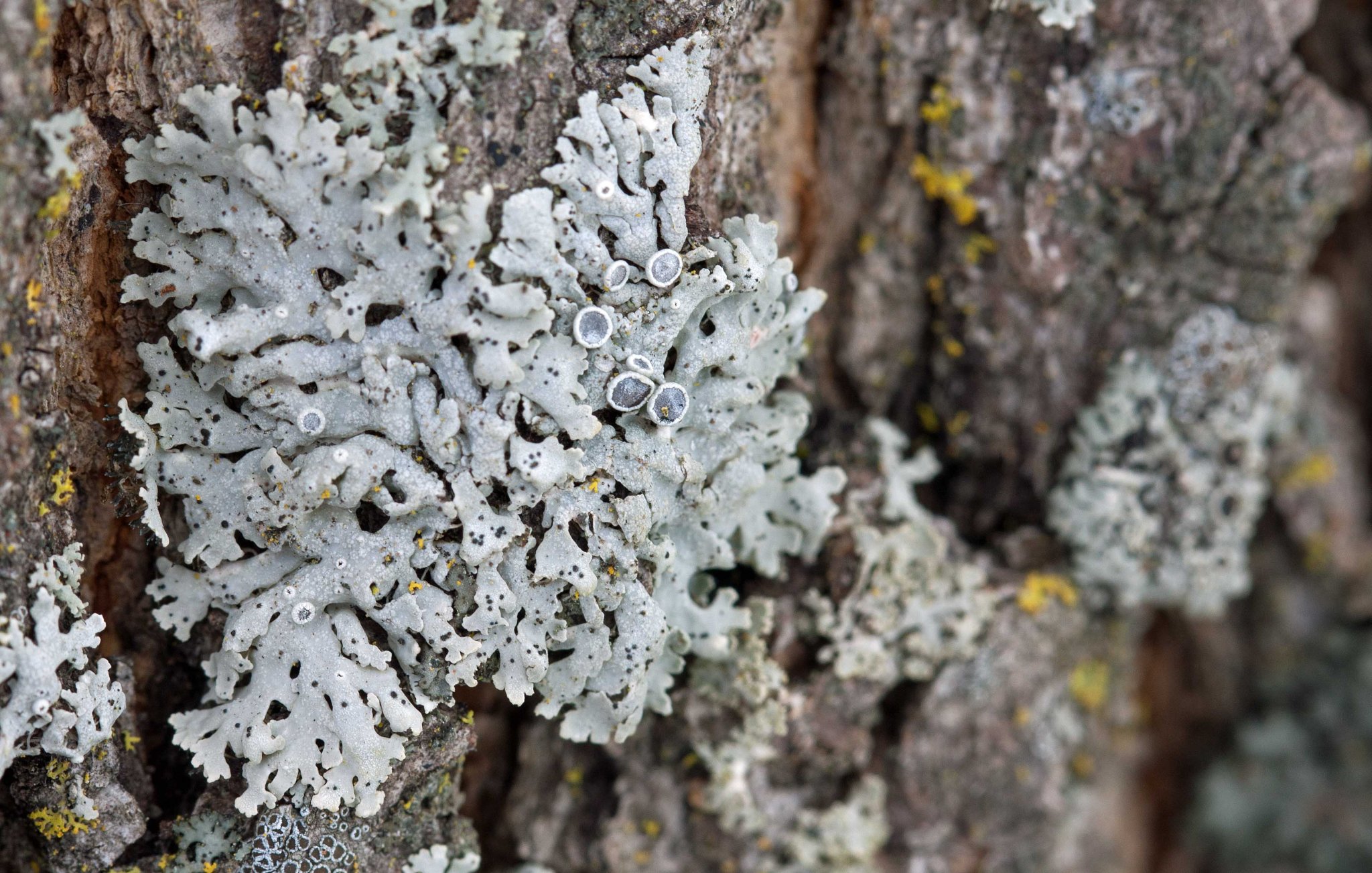 The Character of a Lichen: Algae—Wizard Behind the Curtain or Kept Wife ...