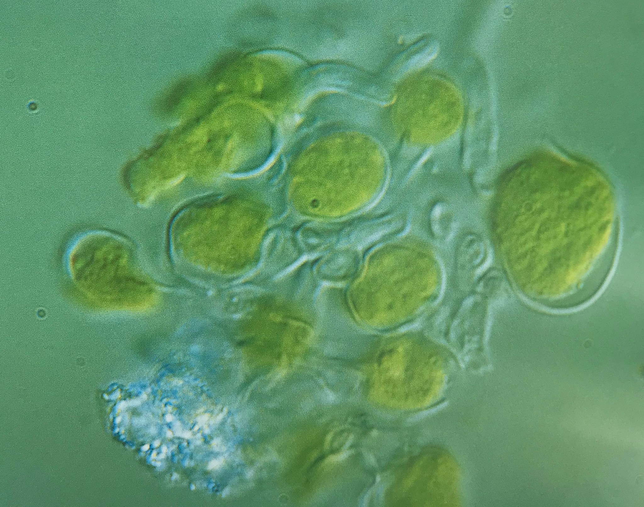 The Character of a Lichen: Algae—Wizard Behind the Curtain or Kept Wife ...