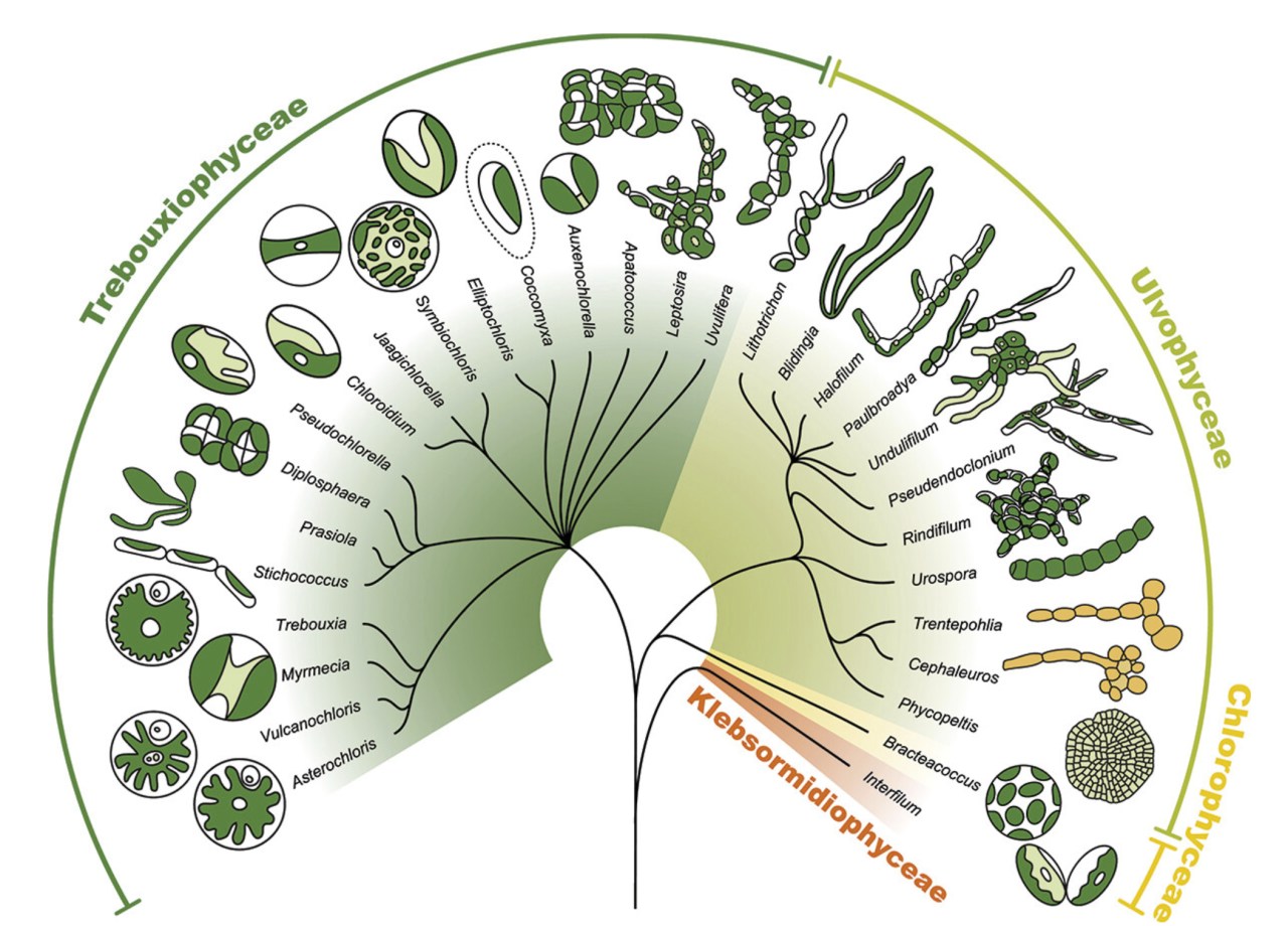 The Character of a Lichen: Algae—Wizard Behind the Curtain or Kept Wife ...