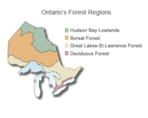 My Drive Across Canada: Part 2—Boreal Forest – The Meaning of Water