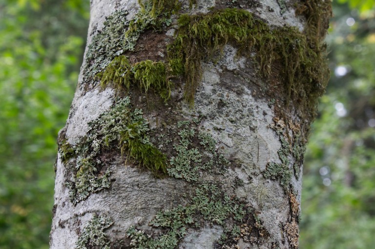 Red Alder: Misunderstood ‘Weed Tree’—Haven for Lichen & Moss – The ...