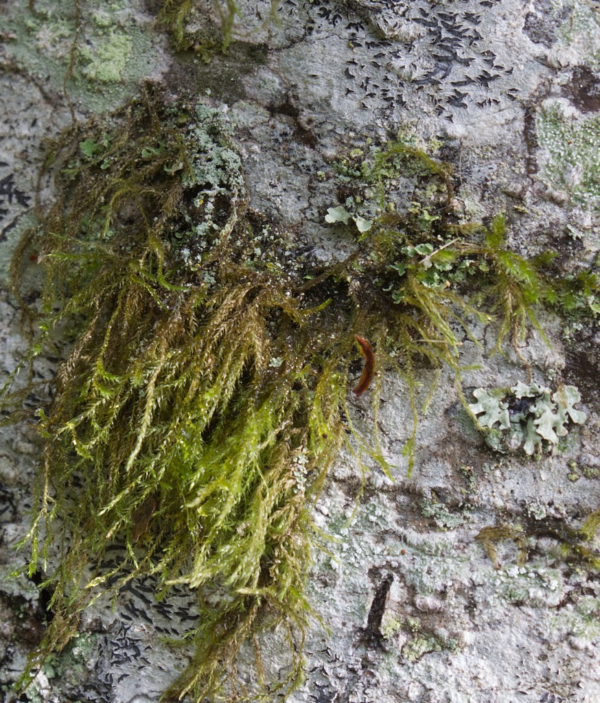 Red Alder: Misunderstood ‘Weed Tree’—Haven for Lichen & Moss – The ...