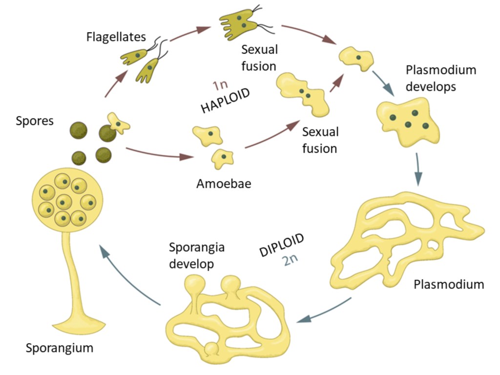 Slime Molds, Part 1: Cool Weirdos of the Forest – The Meaning of Water